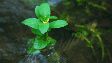 Organic GIF - Find & Share on GIPHY