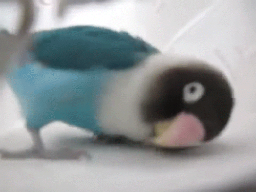 Bird Grabbing GIF - Find & Share on GIPHY