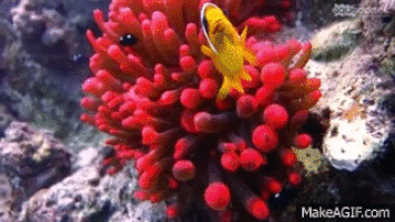 Coral GIF - Find & Share on GIPHY