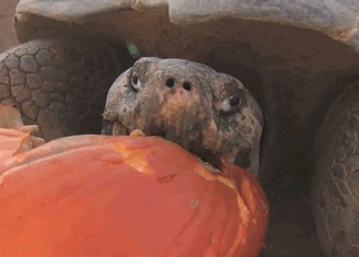 Galapagos Tortoise GIFs - Get the best GIF on GIPHY