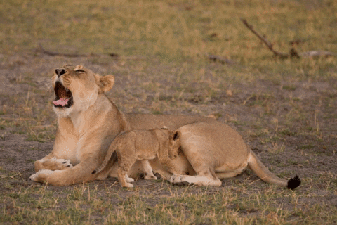 Lion Yawn GIF by Yellow Zebra Safaris - Find & Share on GIPHY