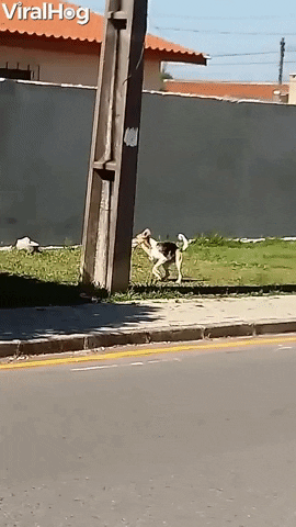 Dog Hops High Wall GIF by ViralHog - Find & Share on GIPHY