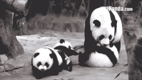 Pandas GIF - Find & Share on GIPHY