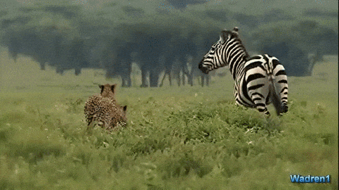 Zebra GIF - Find & Share on GIPHY