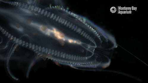 Comb Jelly Rainbow GIF by Monterey Bay Aquarium - Find & Share on GIPHY