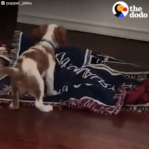 Dog What The Fluff GIF by The Dodo - Find & Share on GIPHY