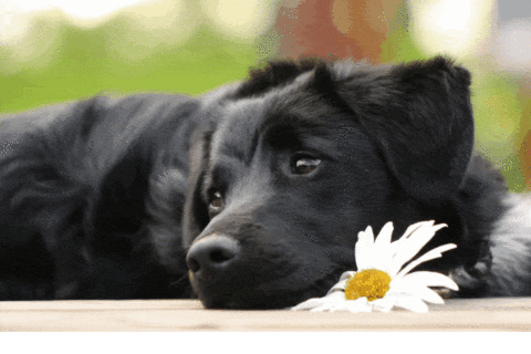 Linux GIFs - Get the best GIF on GIPHY