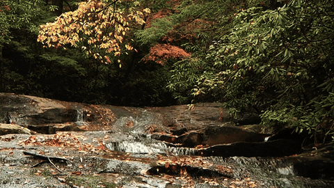 Fall GIF - Find & Share on GIPHY