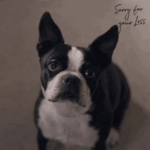 Season 1 Dog GIF by Sorry For Your Loss - Find & Share on GIPHY