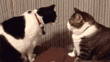 Cat Fight GIF - Find & Share on GIPHY