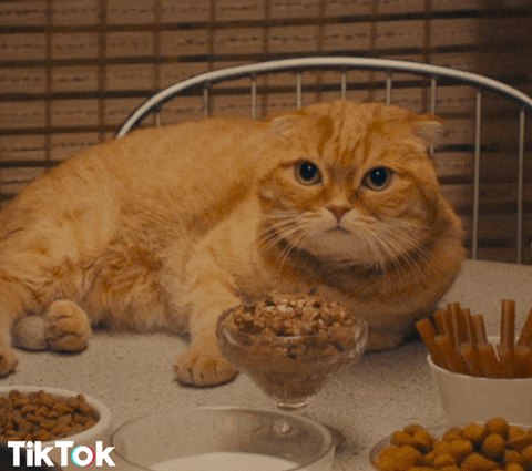 Cat Ok GIF by TikTok - Find & Share on GIPHY