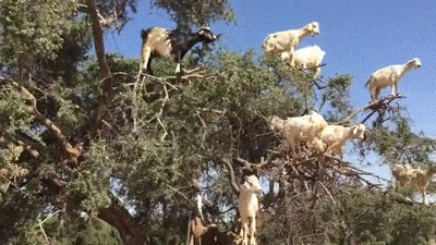 Tree GIF - Find & Share on GIPHY