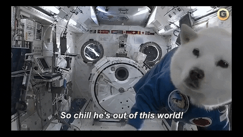 Dog in ZeroG : r/gifs