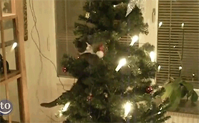 Trees GIF - Find & Share on GIPHY