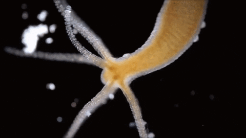 Microscopic GIF - Find & Share on GIPHY