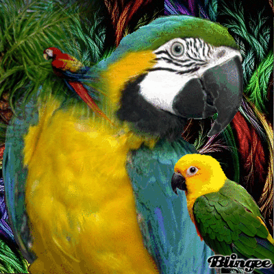 Parrot GIF - Find & Share on GIPHY
