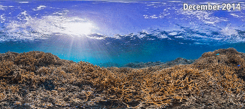 Coral Bleaching GIFs - Get the best GIF on GIPHY