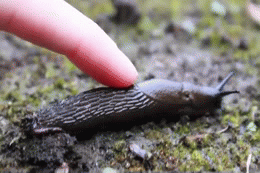 Snail GIF - Find & Share on GIPHY