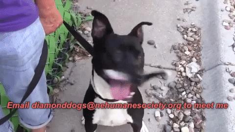 Dog Adopt GIF by Nebraska Humane Society - Find & Share on GIPHY