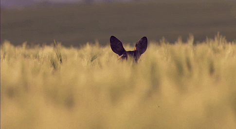 Forest Deer GIF - Find & Share on GIPHY