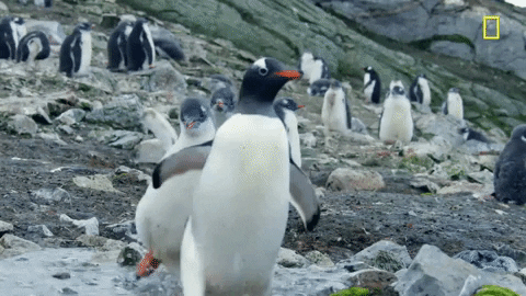 Nat Geo Penguins GIF by National Geographic Channel - Find & Share on GIPHY