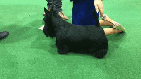 Dog Show GIF by Westminster Kennel Club - Find & Share on GIPHY