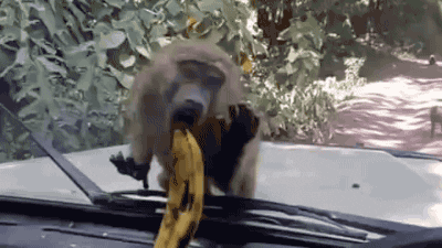 Monkey Banana GIF - Find & Share on GIPHY