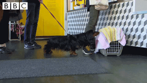 Sausage Dog What GIF by CBBC - Find & Share on GIPHY