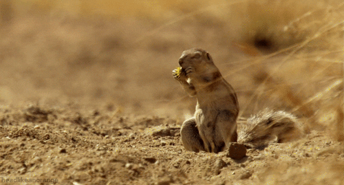 Ground Squirrel S Find And Share On Giphy