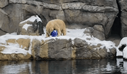 Cincinnati Zoo GIFs - Find & Share on GIPHY