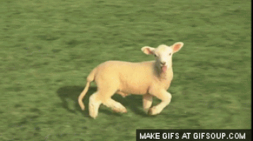 Lamb GIF - Find & Share on GIPHY