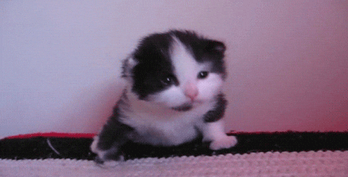 Cat Crying GIF - Find & Share on GIPHY