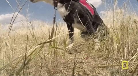 Yellowstone GIF by National Geographic Channel - Find & Share on GIPHY