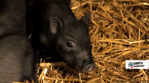 Pig Tierebisuntersdach GIF by SWR Kindernetz - Find & Share on GIPHY