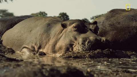 Nat Geo Hippo GIF by National Geographic Channel - Find & Share on GIPHY