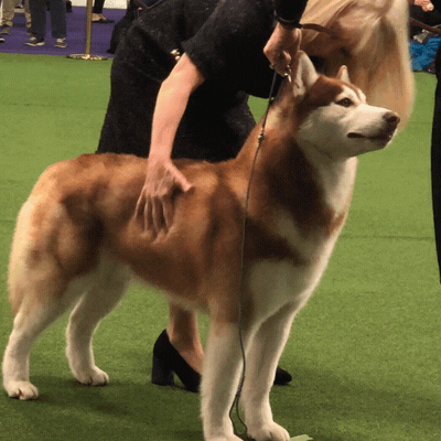 Dog Show GIF by Westminster Kennel Club - Find & Share on GIPHY