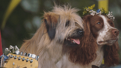 Dogs Give GIF by Ten Tonnes - Find & Share on GIPHY