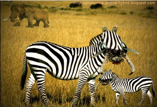 Zebra GIF - Find & Share on GIPHY