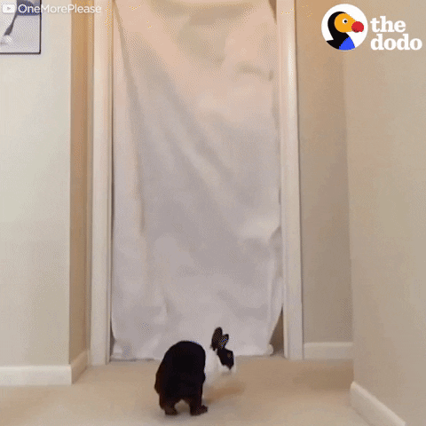 Bunny What The Fluff GIF by The Dodo - Find & Share on GIPHY