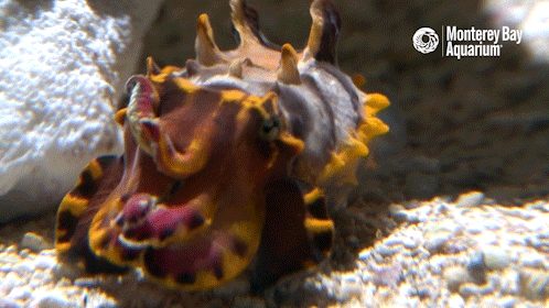 Flamboyant Cuttlefish GIF by Monterey Bay Aquarium - Find & Share on GIPHY