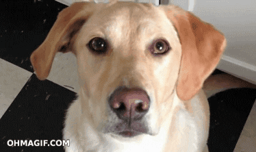 Dog Wink GIF - Find & Share on GIPHY