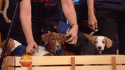 Rachel GIF by Rachael Ray Show - Find & Share on GIPHY