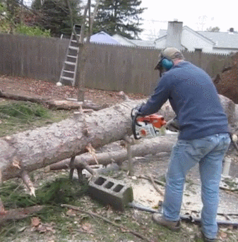 Trees GIF - Find & Share on GIPHY