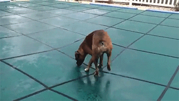 10 Reasons Boxers Might Be the Perfect Dog | Rover Blog