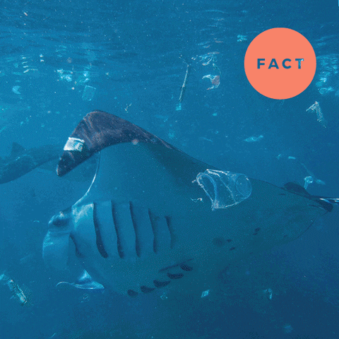 Plastic GIF - Find & Share on GIPHY