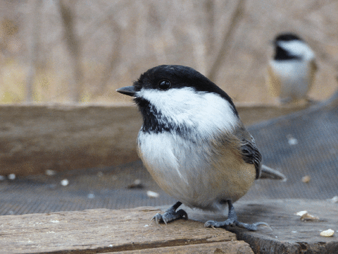 Flyig Bird Animated Gif Cute