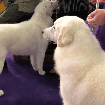 Dog Show GIF by Westminster Kennel Club - Find & Share on GIPHY