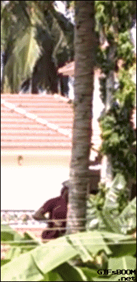 Tree GIF - Find & Share on GIPHY