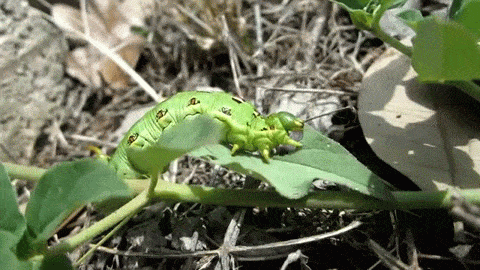 Insects GIF - Find & Share on GIPHY
