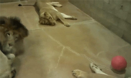 Lion GIF - Find & Share on GIPHY